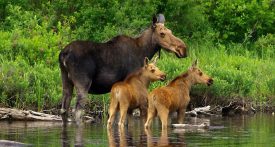 Home - The Great Canadian Wilderness