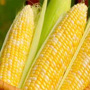 Corn - The Great Canadian Wilderness