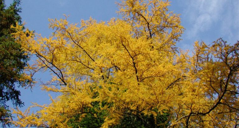 Autumn's Final Display: Welcome to The Golden Encore