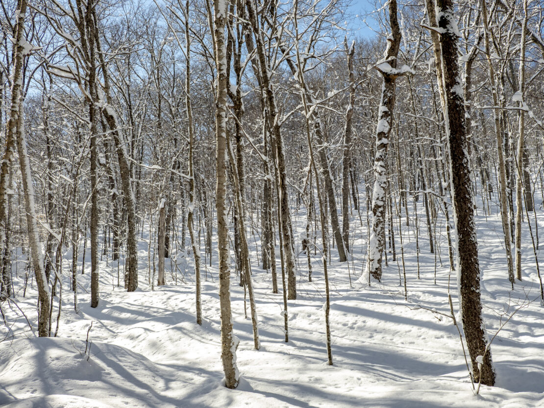 Home - The Great Canadian Wilderness