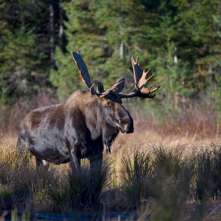 Regions - The Great Canadian Wilderness