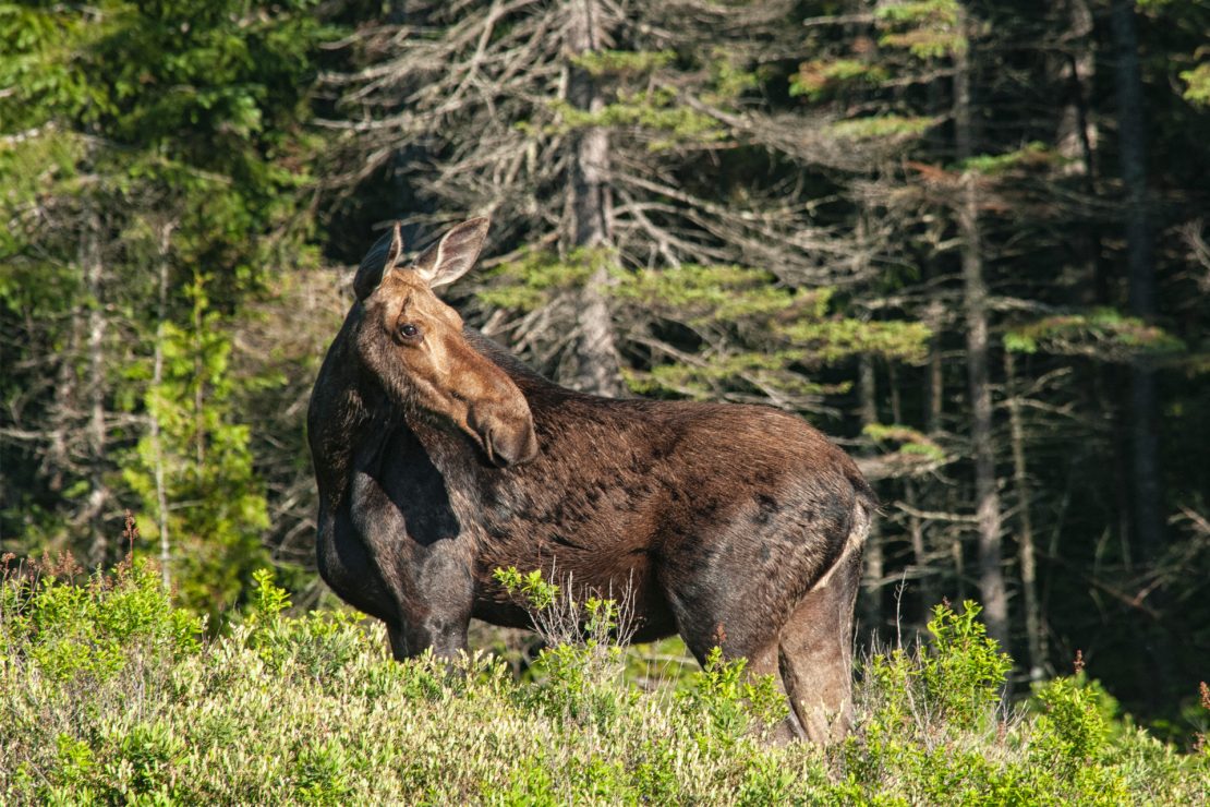 Photo Gallery - The Great Canadian Wilderness
