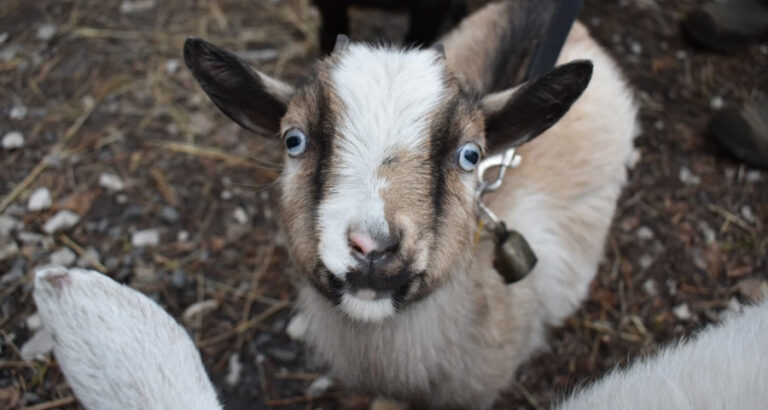 Winter Spotlight on the Great Canadian Wilderness North of Toronto