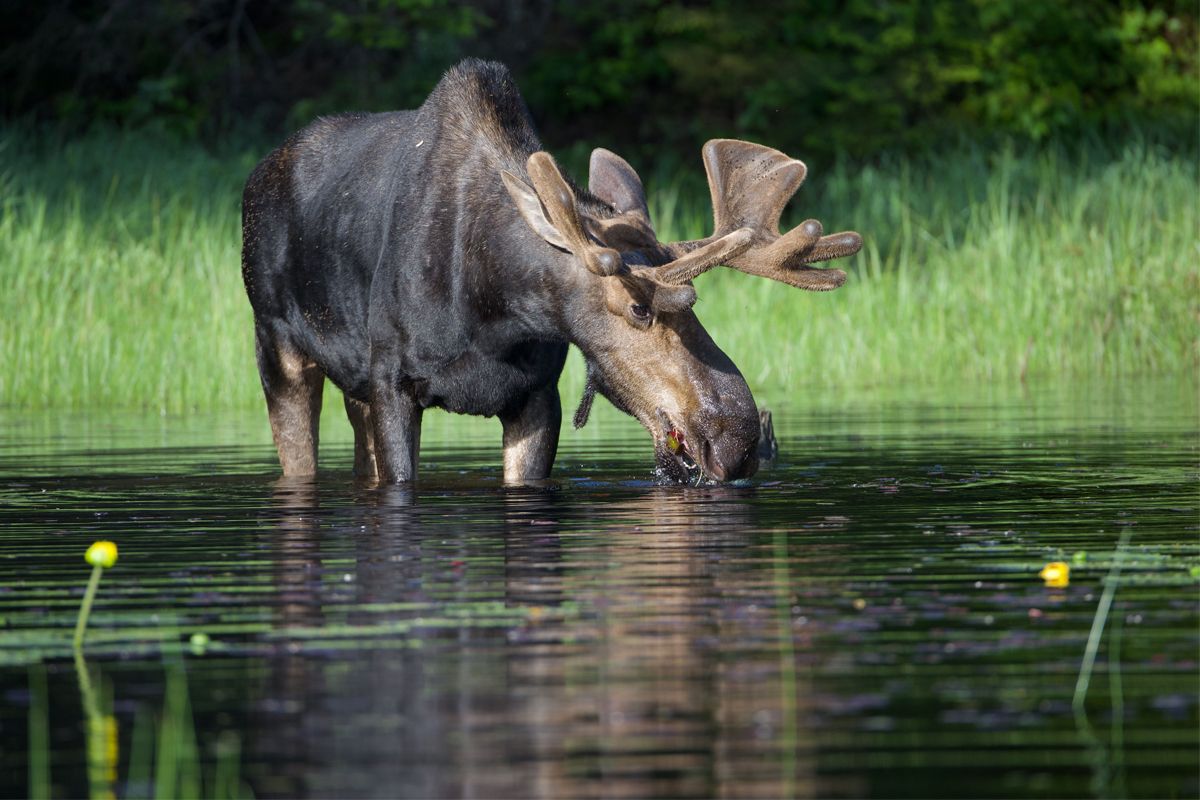 south algonquin moose - The Great Canadian Wilderness