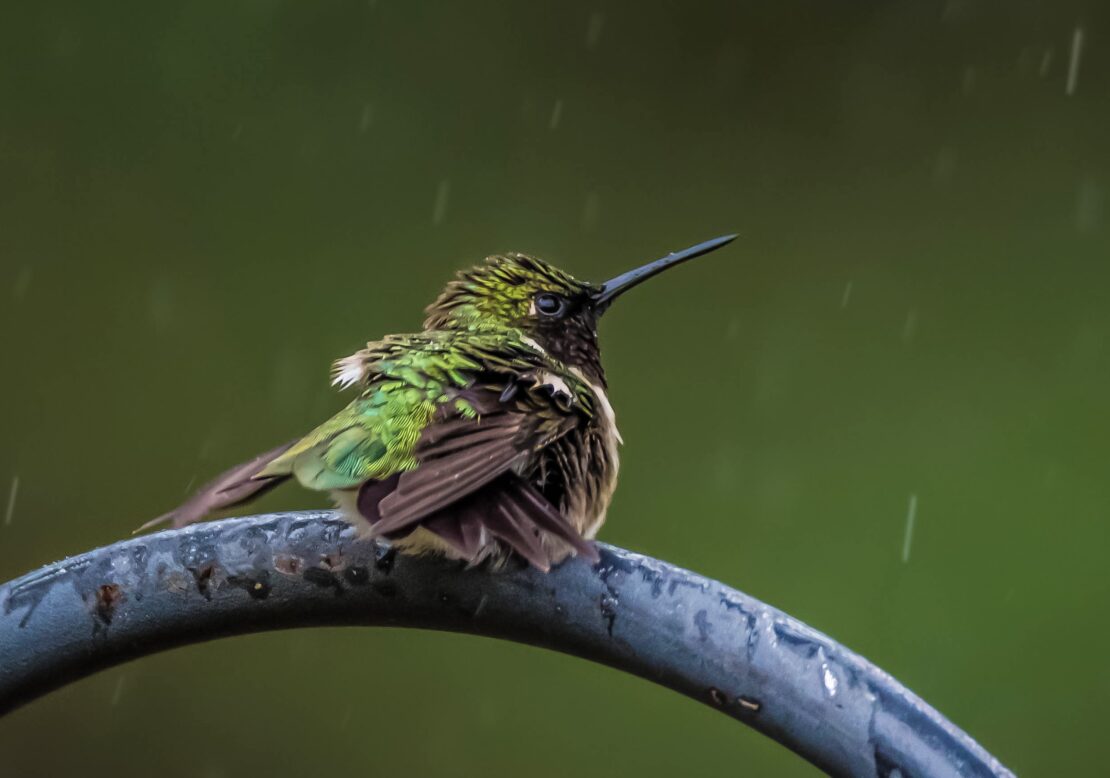 Life Through a Lens: Into the Woods with Spring Photography Tips
