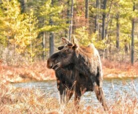 Home - The Great Canadian Wilderness