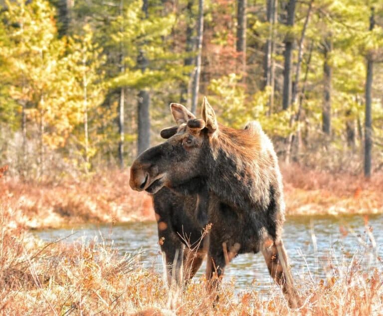 Home - The Great Canadian Wilderness