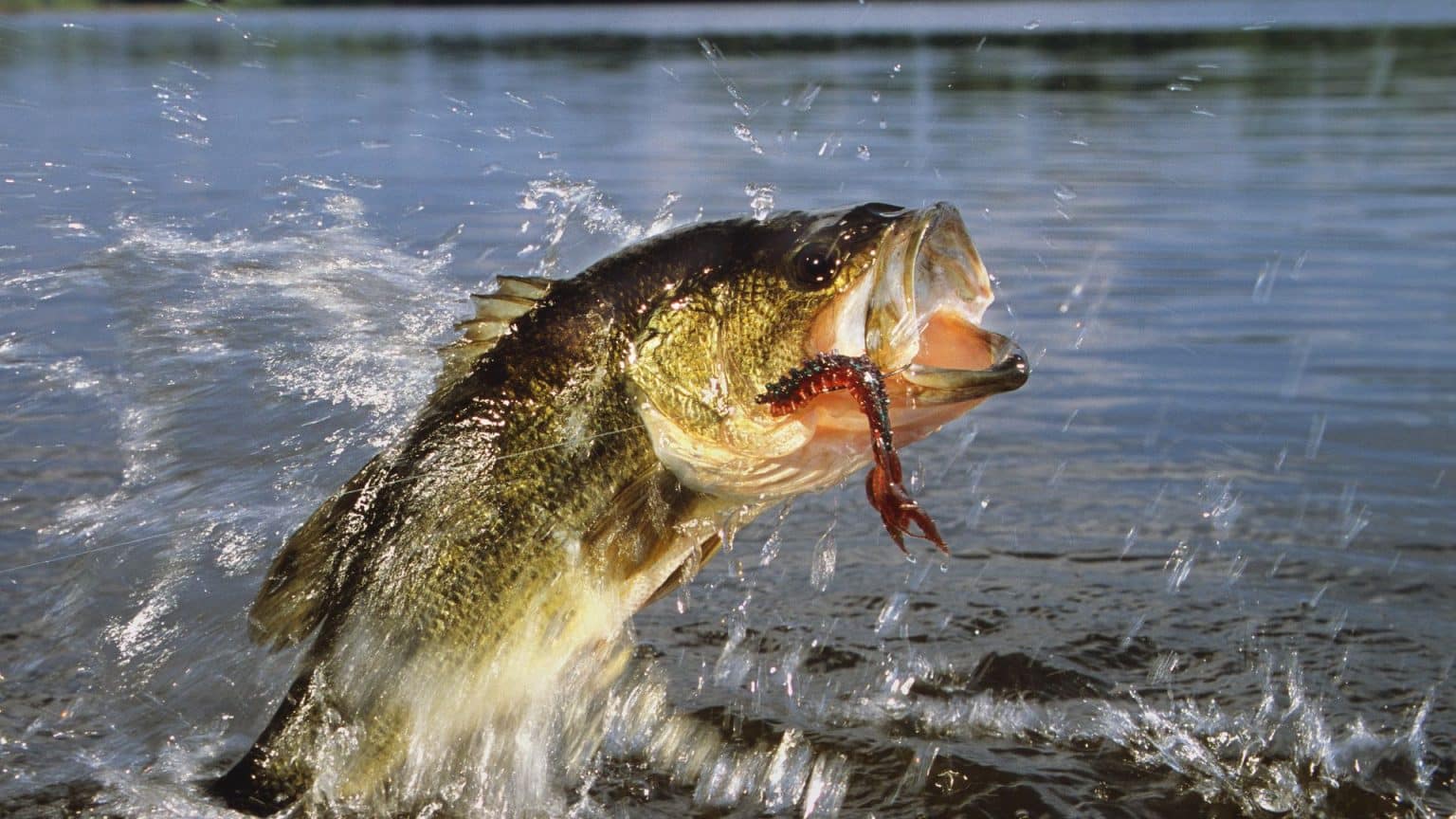 Learning to Fish in The Great Canadian Wilderness: A Beginner's Guide