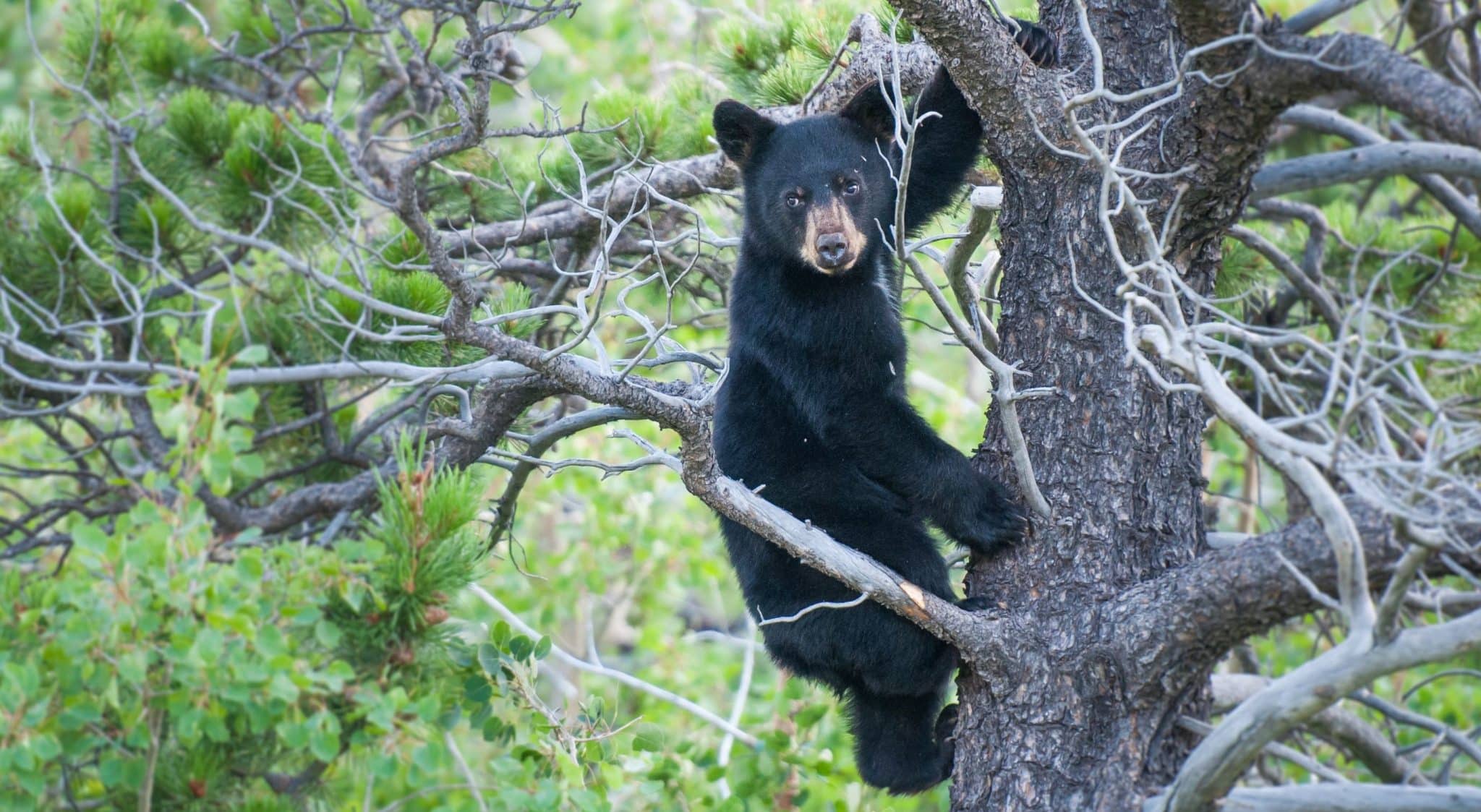Home - The Great Canadian Wilderness